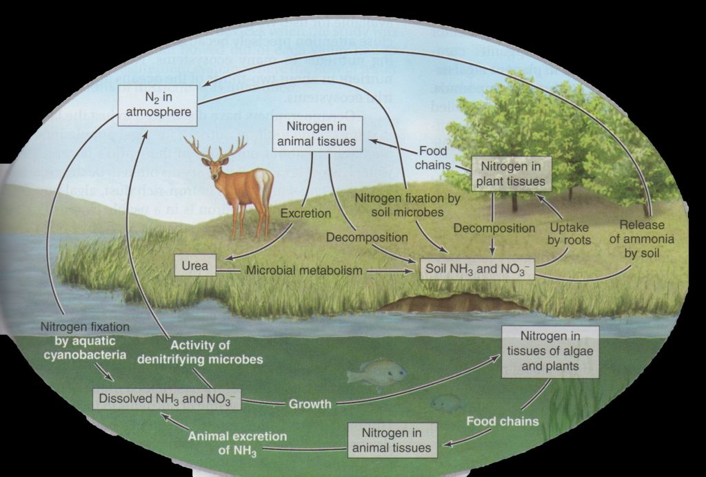 Learning the Water, Carbon and Nitrogen Cycles through the Effects of ...